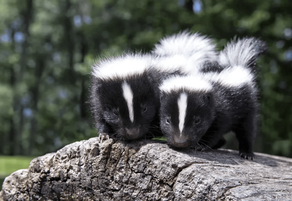 Skunk Removal » American Pest Solutions